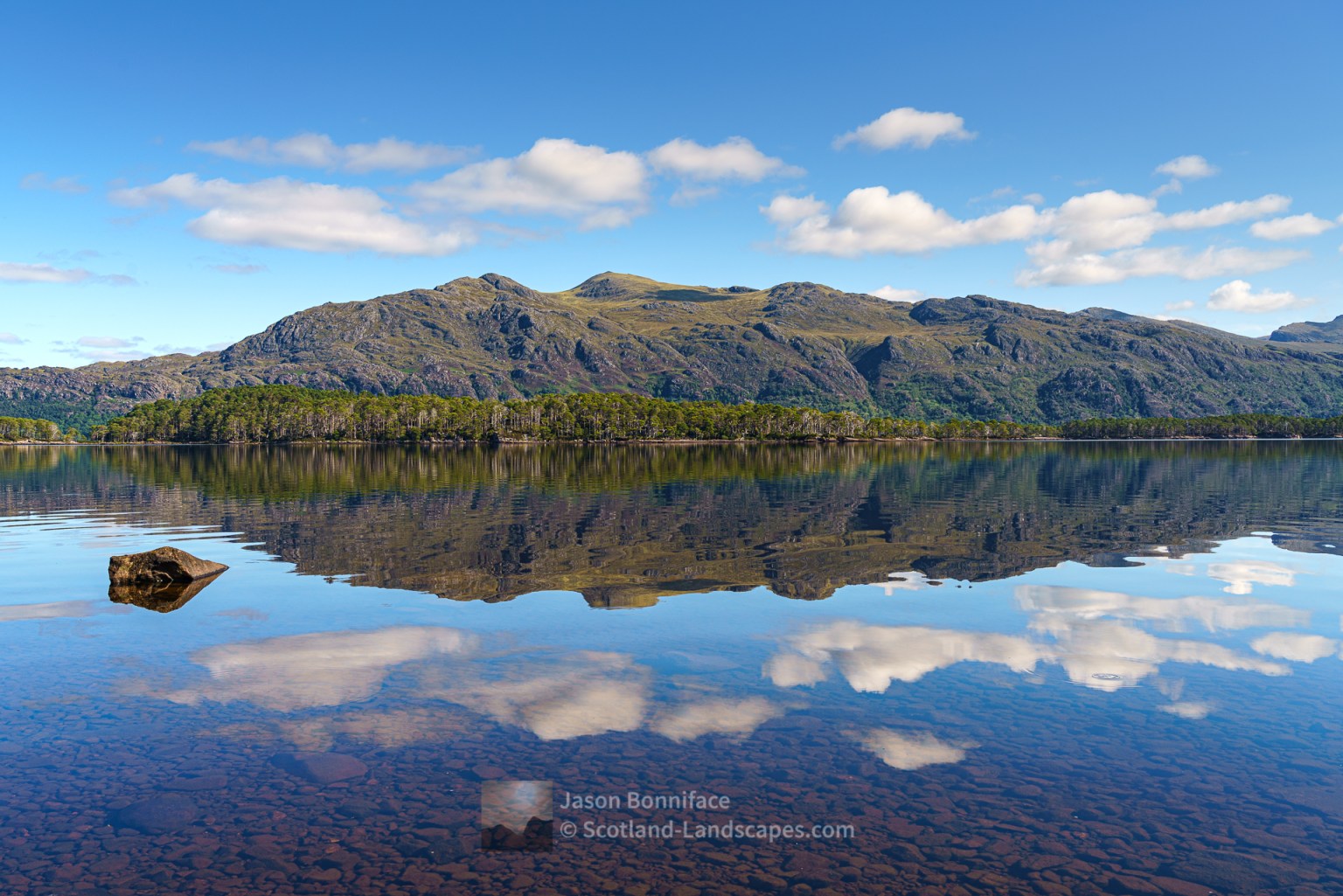 Whales, dolphins, dragon flies, an adder - all in a trip to Kinlochewe ...